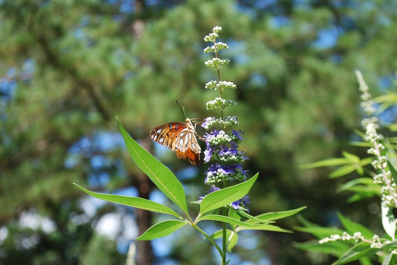 Vitex - good for head colds and beard growth | Point Specifics